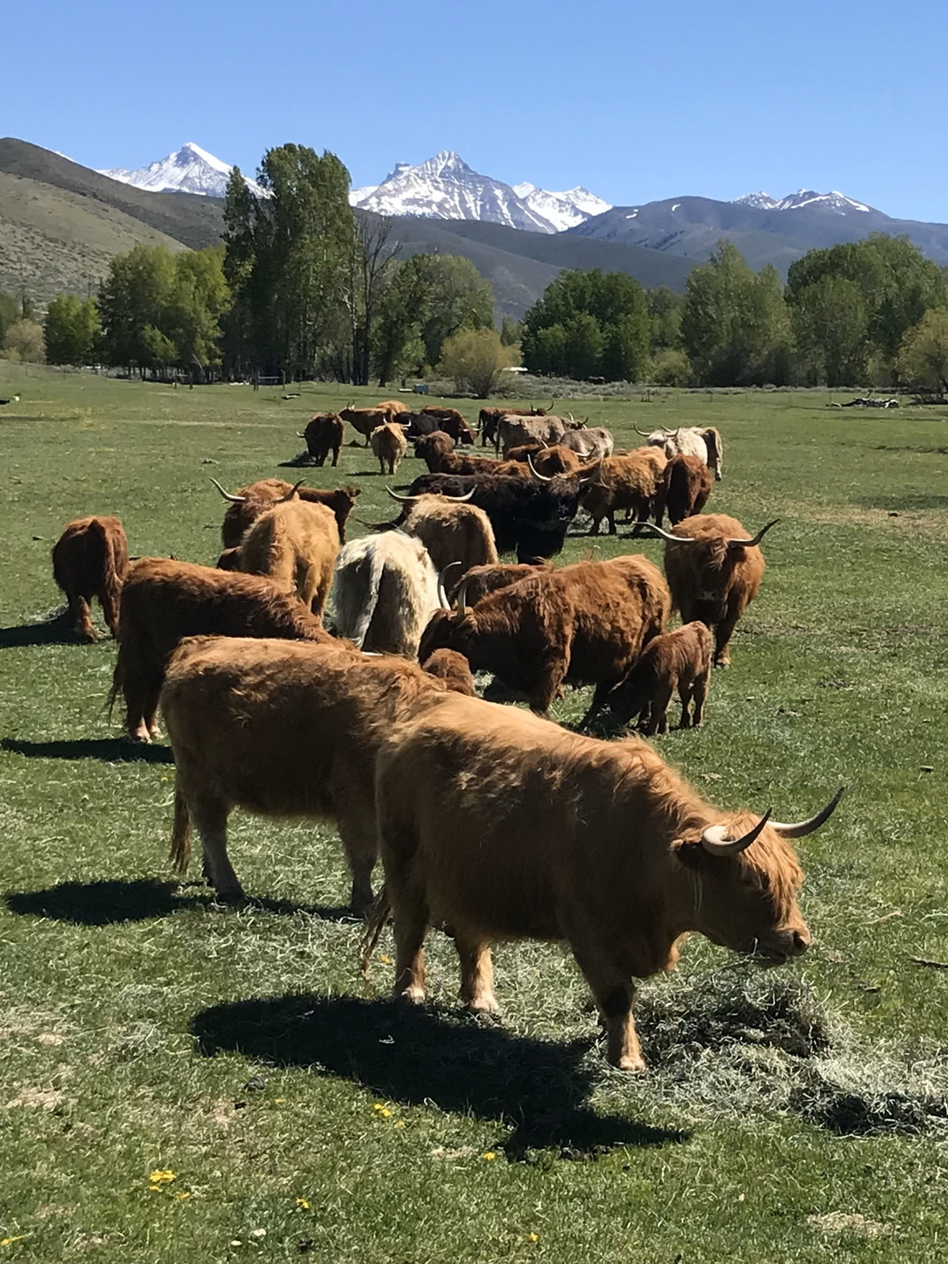 100% Grass-Fed & Finished Beef | Hyndman Peak Beef | Ketchum, ID